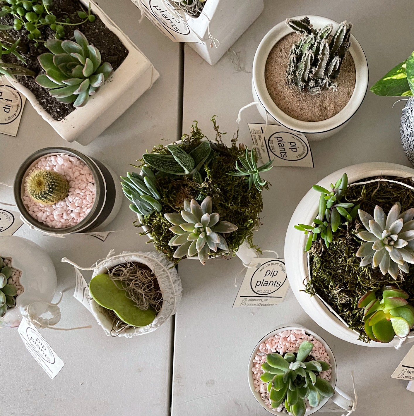 Community Highlights: Meet Kenzie Steward of Pip Plants - Voyage Utah ...