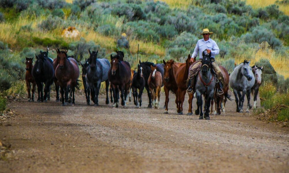 Exploring Life & Business with Shamus Haws of Running U Livestock and ...