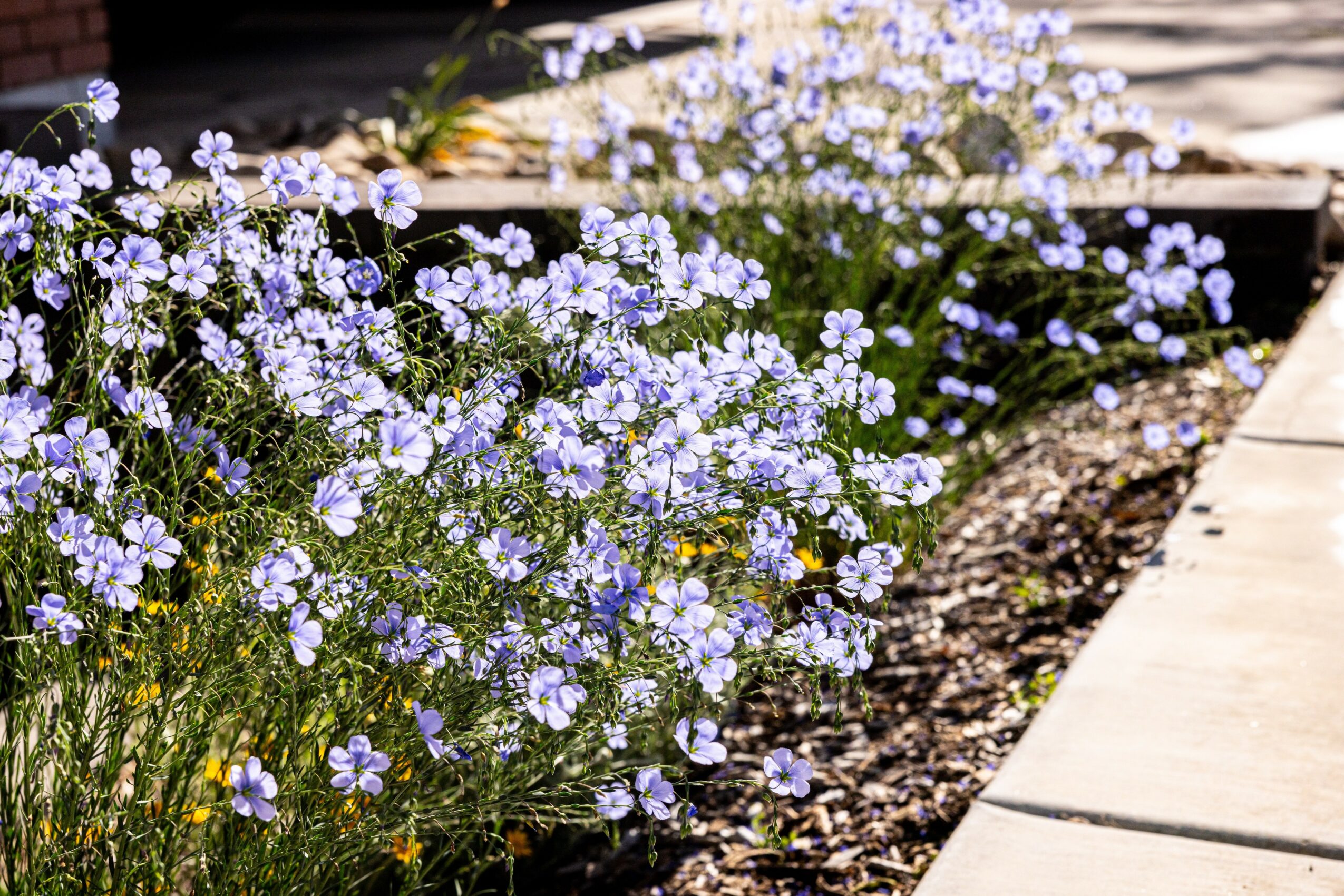 Community Highlights: Meet Sara Southwick of Native Utah Plants ...