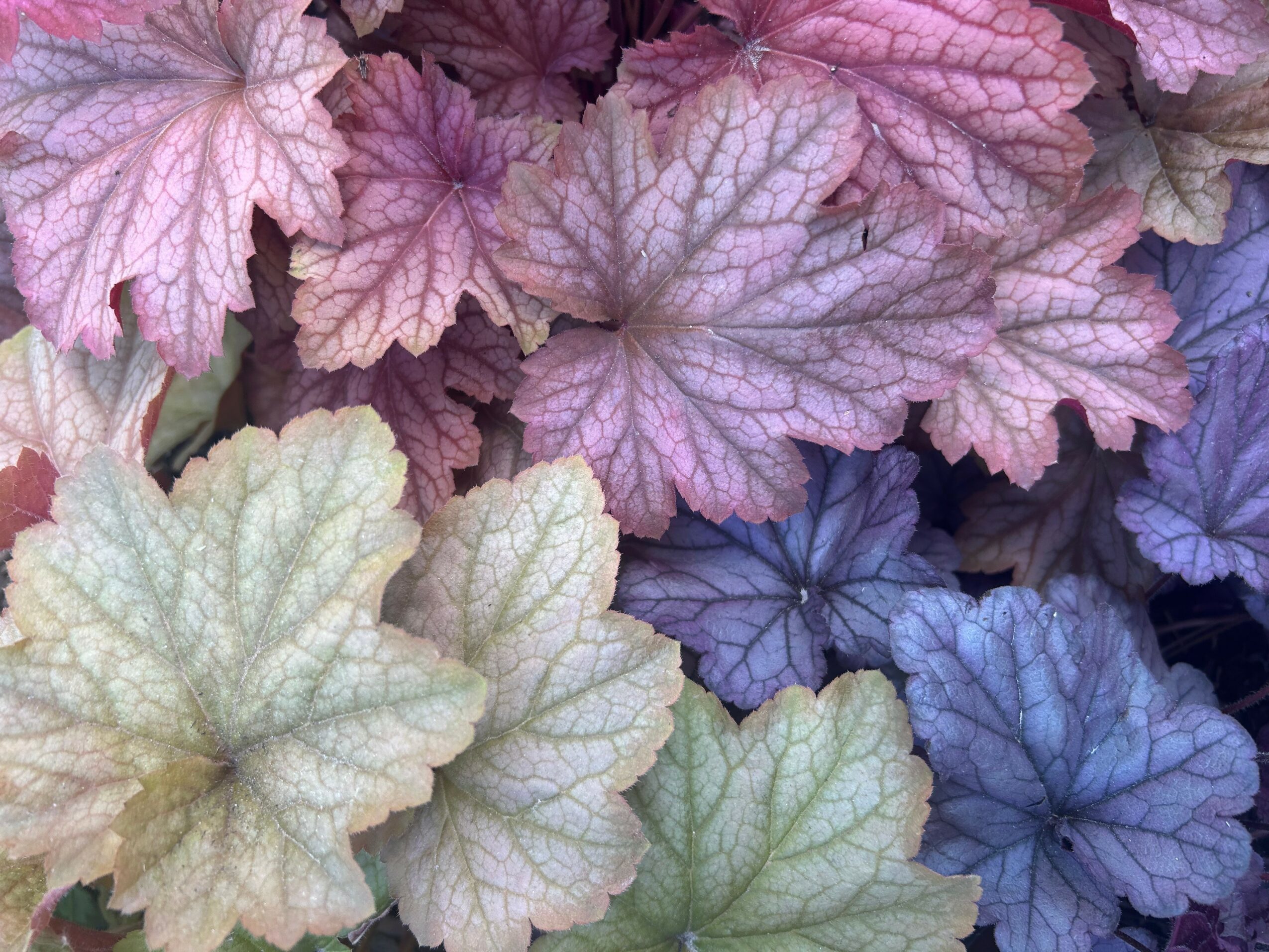 Inspiring Conversations with Chloe Ball of Posh Planting – Voyage Utah ...